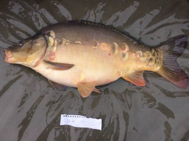 4 Summer Carp (8lb to 11lb) | Lana Springs Fish Farm