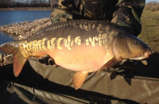 4 Summer Carp (8lb to 11lb) | Lana Springs Fish Farm