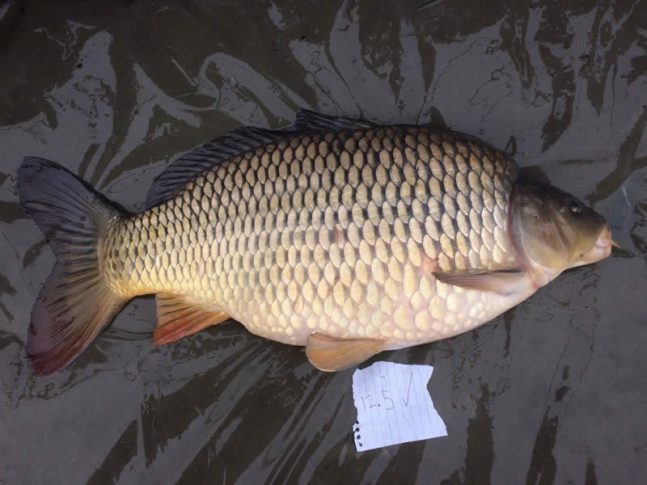 4 Summer Carp (8lb to 11lb) | Lana Springs Fish Farm