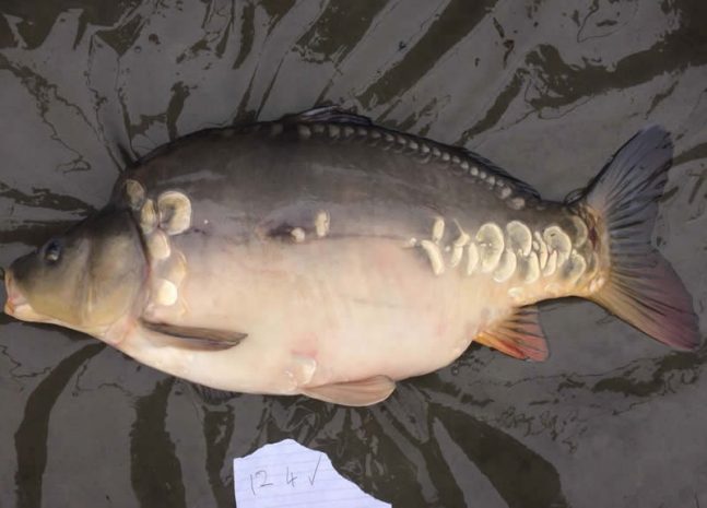 4 Summer Carp (8lb to 11lb) | Lana Springs Fish Farm