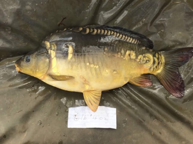 3 Summer Carp (3lb to 5lb) | Lana Springs Fish Farm