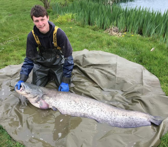 Wells Catfish (10lb to 50lb) | Lana Springs Fish Farm