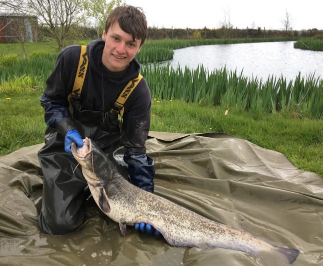 Wells Catfish (10lb to 50lb) | Lana Springs Fish Farm