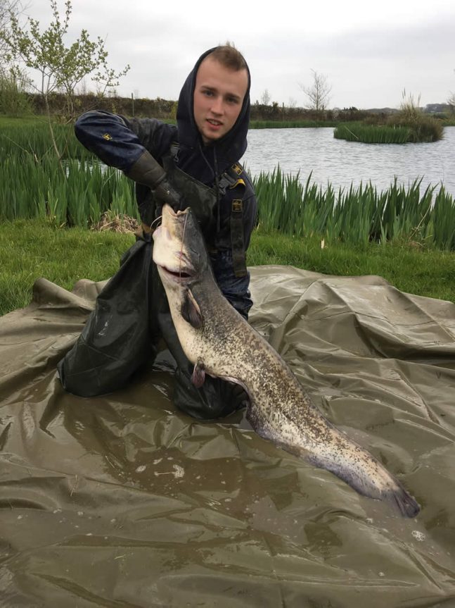 Wells Catfish (10lb to 50lb) | Lana Springs Fish Farm