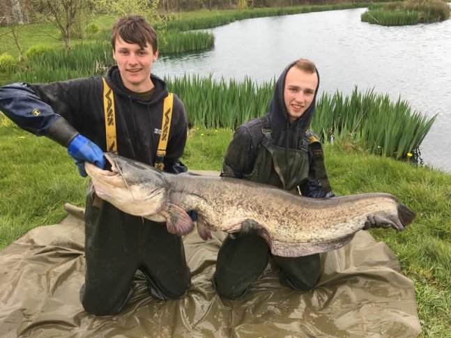 Wells Catfish (10lb to 50lb) | Lana Springs Fish Farm