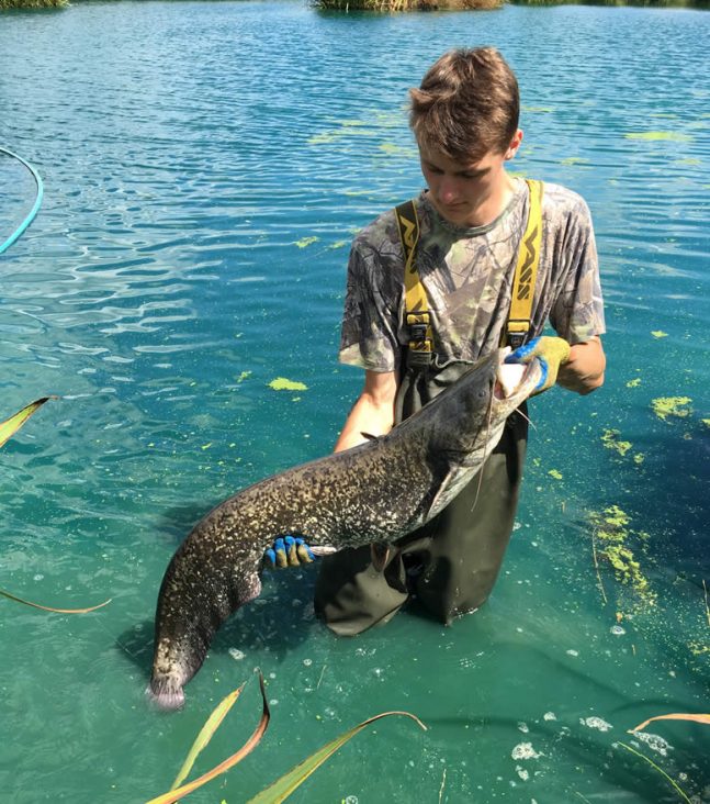 Wells Catfish (10lb to 50lb) | Lana Springs Fish Farm