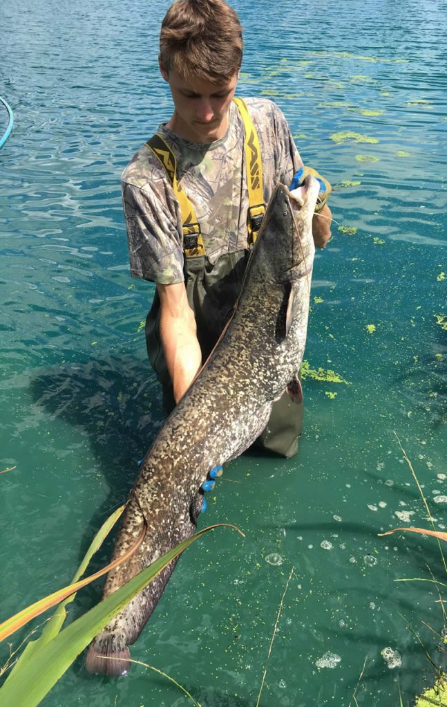 Wells Catfish (10lb to 50lb) | Lana Springs Fish Farm