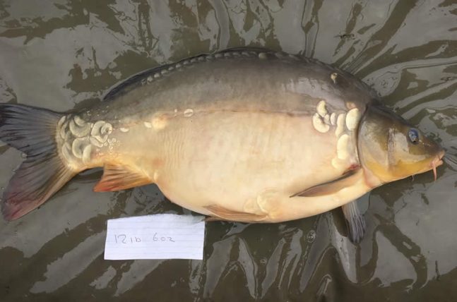 4 Summer Carp (8lb to 11lb) | Lana Springs Fish Farm