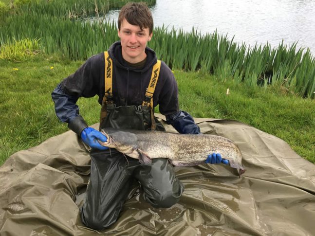 Wells Catfish (10lb to 50lb) | Lana Springs Fish Farm