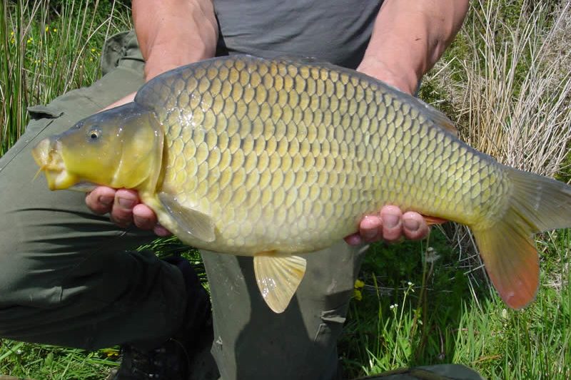 Our Fish | Lana Springs Fish Farm