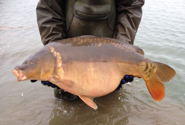 5,6,7 Summer Carp (15lb to 30lb) | Lana Springs Fish Farm