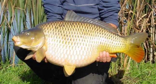 5,6,7 Summer Carp (15lb to 30lb) | Lana Springs Fish Farm