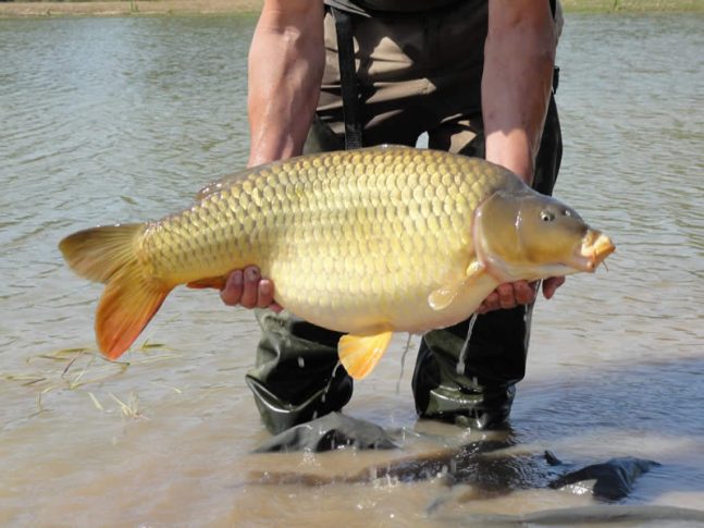 5,6,7 Summer Carp (15lb to 30lb) | Lana Springs Fish Farm