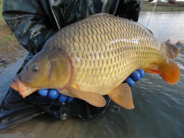 5,6,7 Summer Carp (15lb to 30lb) | Lana Springs Fish Farm