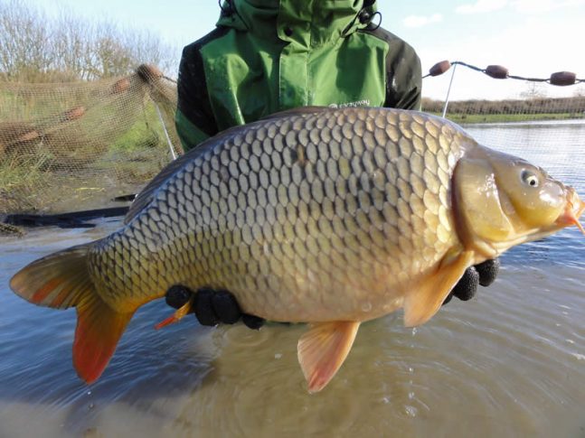 5,6,7 Summer Carp (15lb to 30lb) | Lana Springs Fish Farm