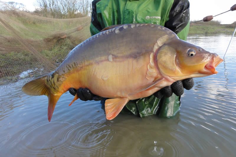 Lana Springs Fish Farm | Fast Growing English Carp