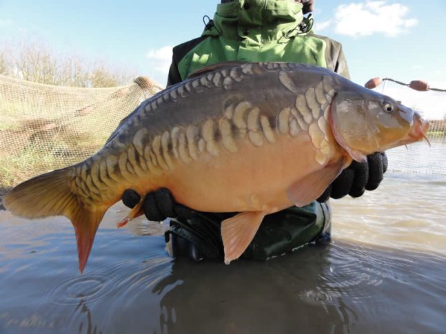 5,6,7 Summer Carp (15lb to 30lb) | Lana Springs Fish Farm