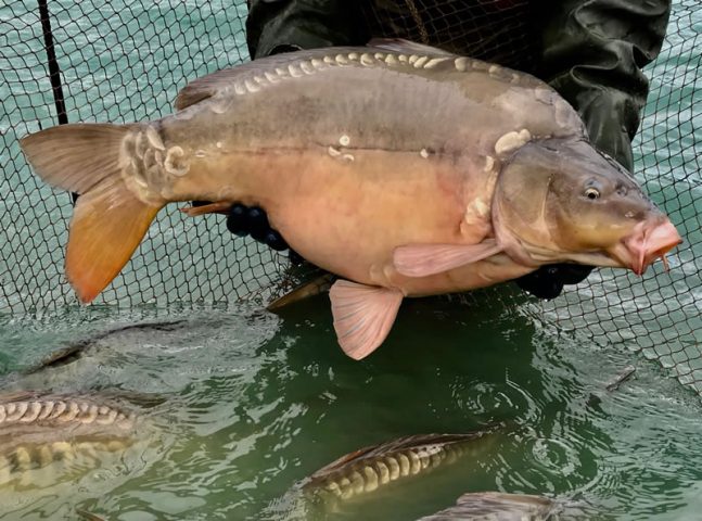 5,6,7 Summer Carp (15lb to 30lb) | Lana Springs Fish Farm