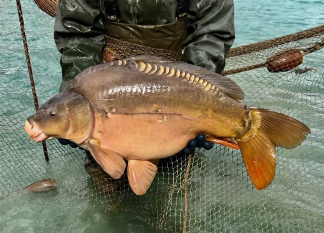 5,6,7 Summer Carp (15lb to 30lb) | Lana Springs Fish Farm