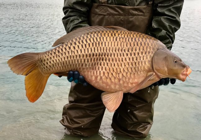 5,6,7 Summer Carp (15lb to 30lb) | Lana Springs Fish Farm