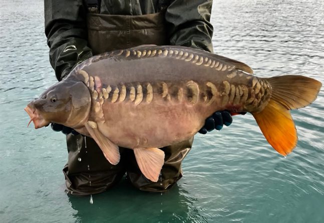 5,6,7 Summer Carp (15lb to 30lb) | Lana Springs Fish Farm