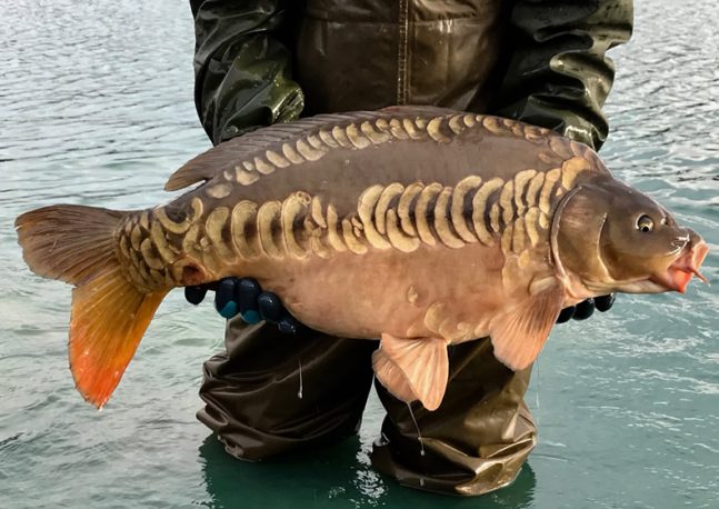 5,6,7 Summer Carp (15lb to 30lb) | Lana Springs Fish Farm