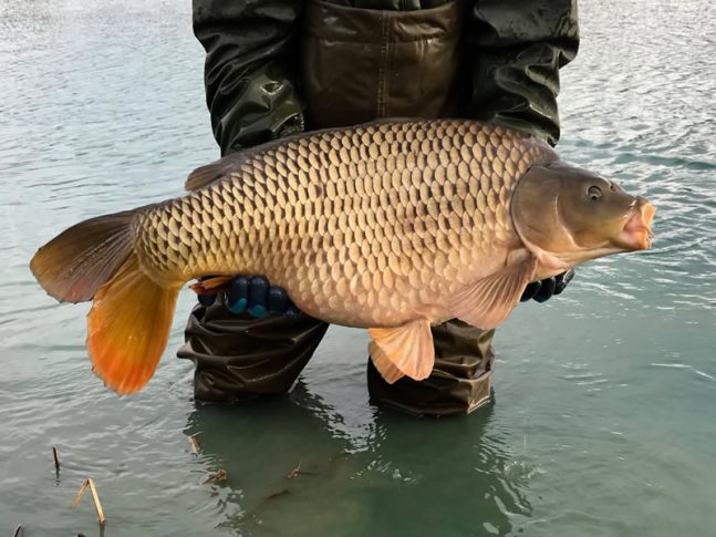 5,6,7 Summer Carp (15lb to 30lb) | Lana Springs Fish Farm