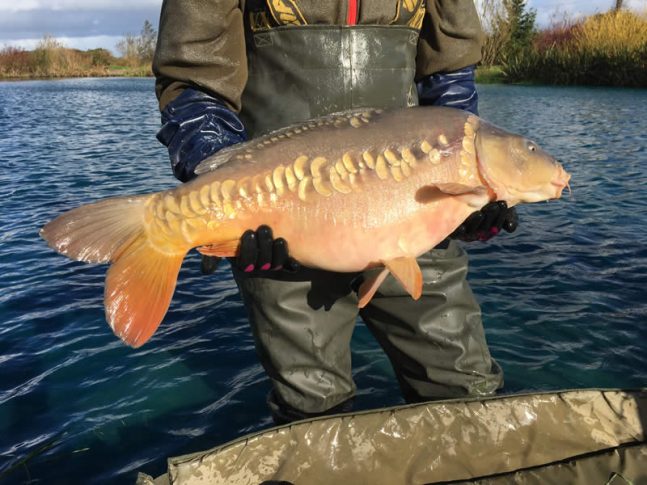 5,6,7 Summer Carp (15lb to 30lb) | Lana Springs Fish Farm