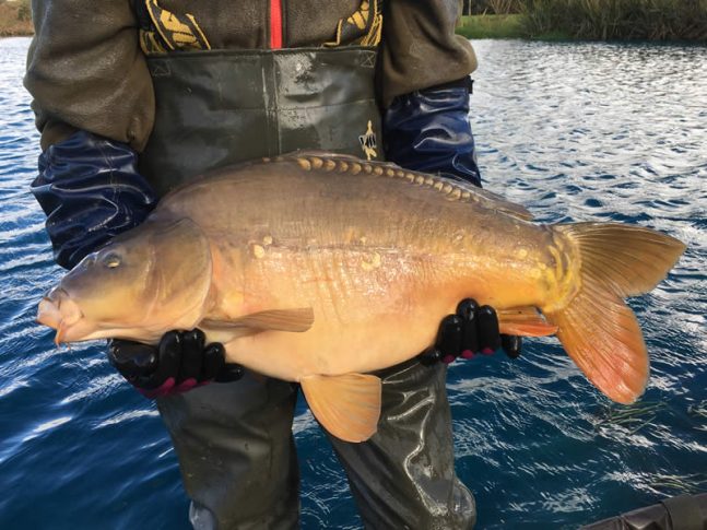 5,6,7 Summer Carp (15lb to 30lb) | Lana Springs Fish Farm