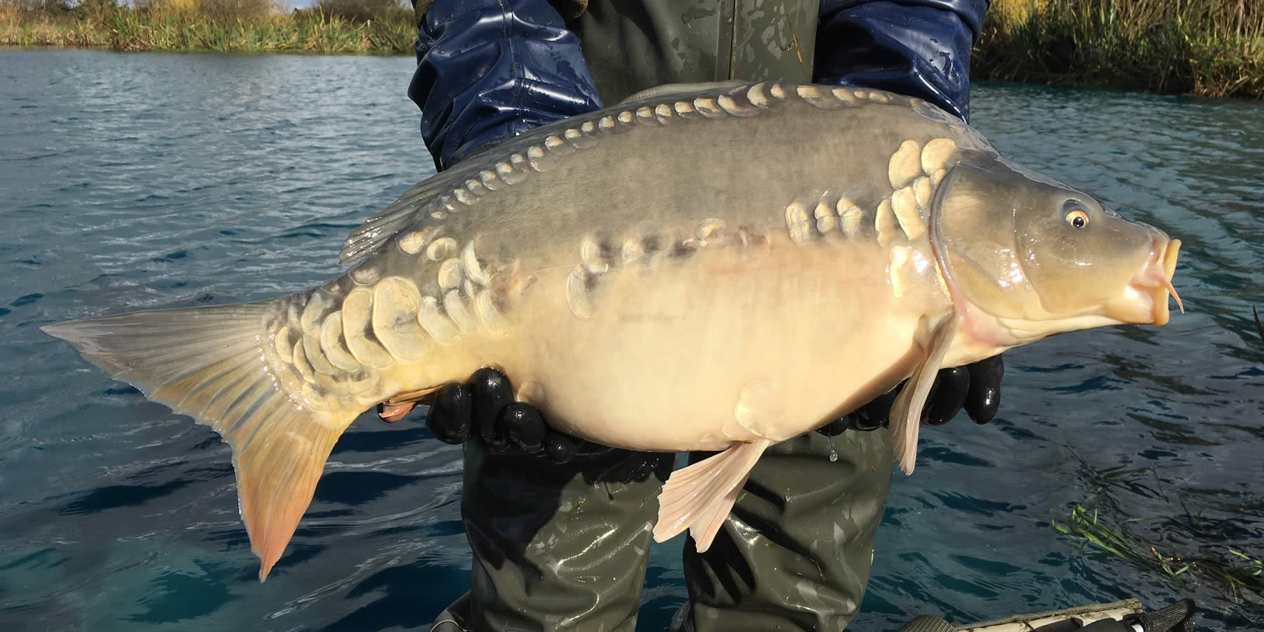 Lana Springs Fish Farm | Fast Growing English Carp