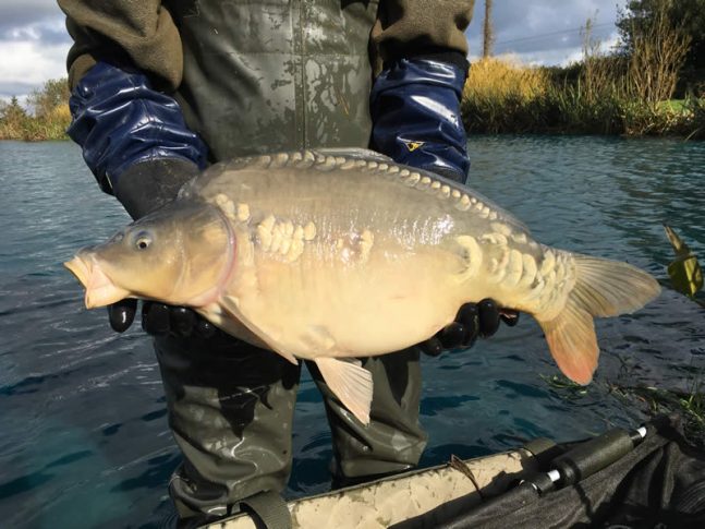 5,6,7 Summer Carp (15lb to 30lb) | Lana Springs Fish Farm