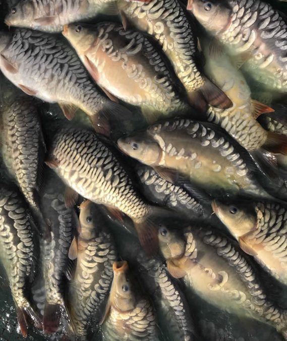 The Strain | Lana Springs Fish Farm